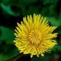 Dandelion History, Folklore, Myth and Magic | The Practical Herbalist