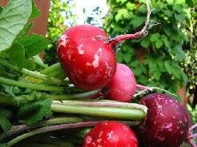 Natural Tips for a Wire Worm-Free Garden | The Practical Herbalist