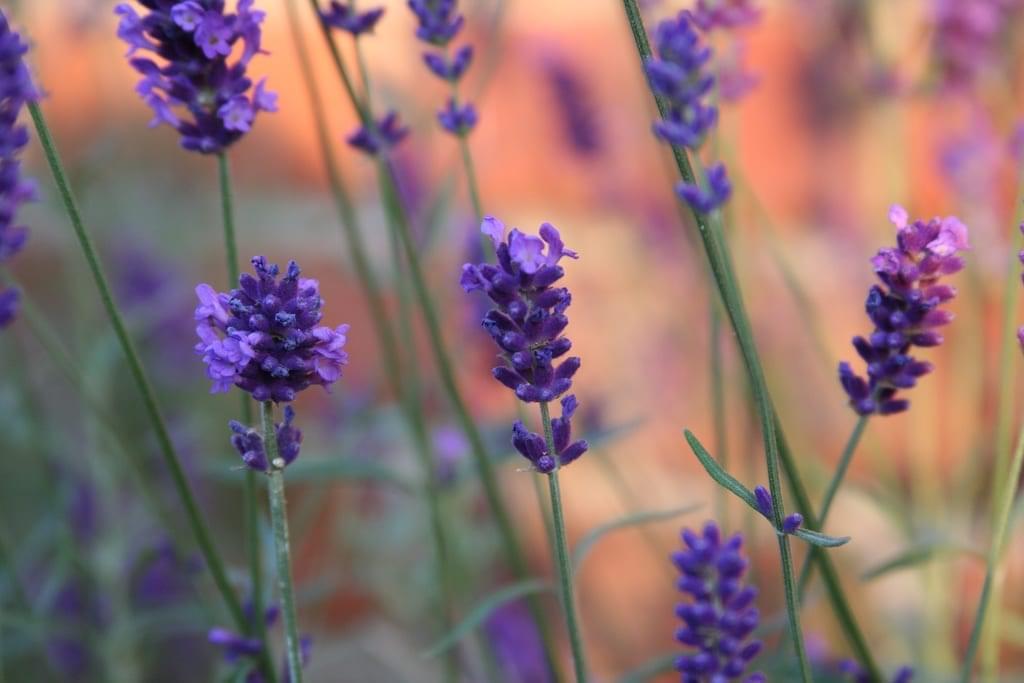 Lavender Goodnight Spritzer Recipe | The Practical Herbalist