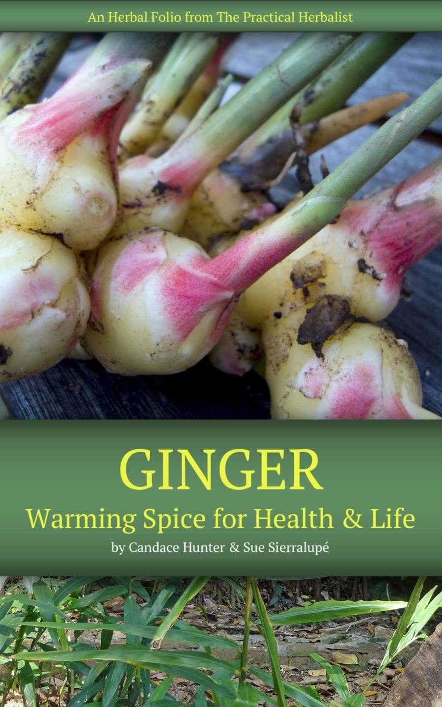 Chocolate-Dipped, Candied Ginger | The Practical Herbalist