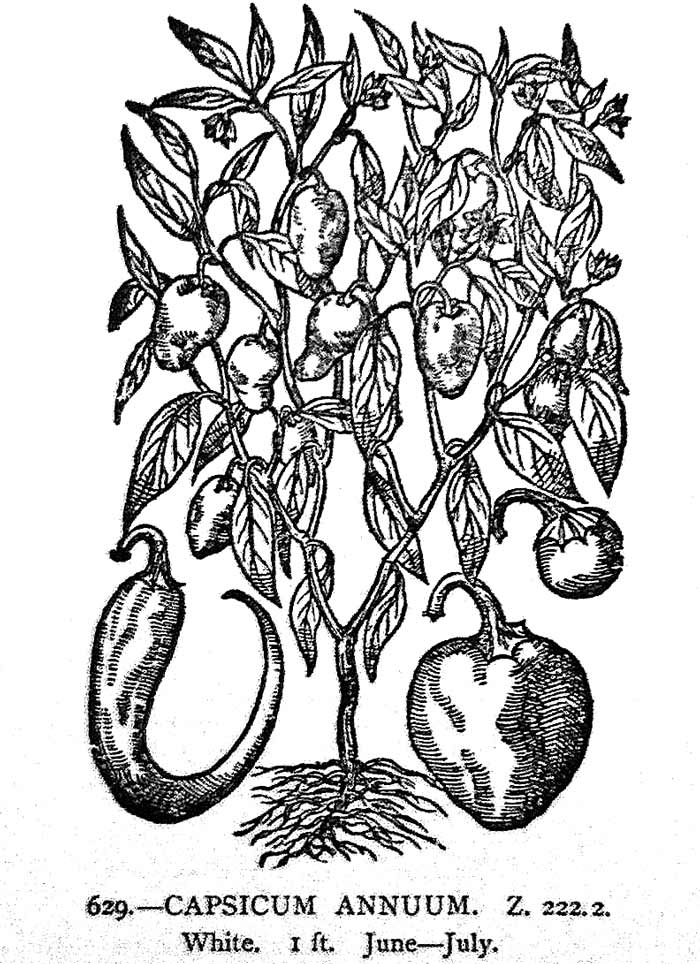 Chili Pepper: History's Hot Pepper | The Practical Herbalist