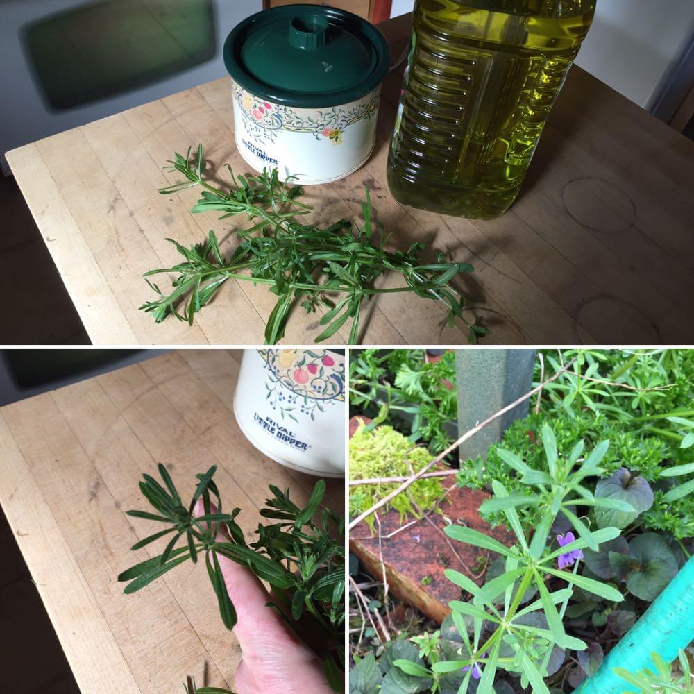 Cleavers + Grape Seed Oil = Goodness from the Garden | The Practical ...