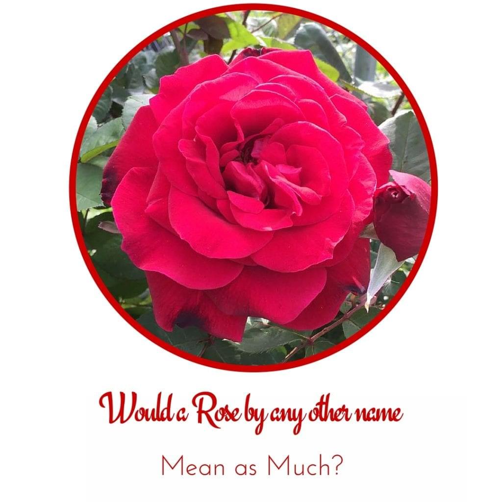 Roses: Symbolism and Flower Essence | The Practical Herbalist