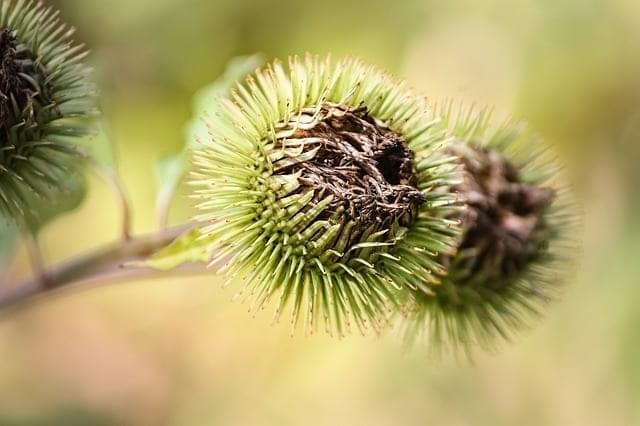Burdock Energetics, Using Articum Lappa or A. Minor effectively | The ...