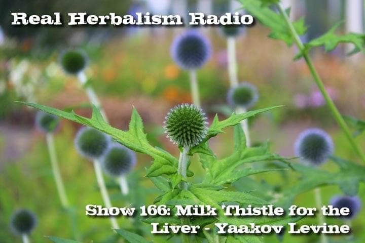 166.Milk Thistle for the Liver - Yaakov Levine | The Practical Herbalist