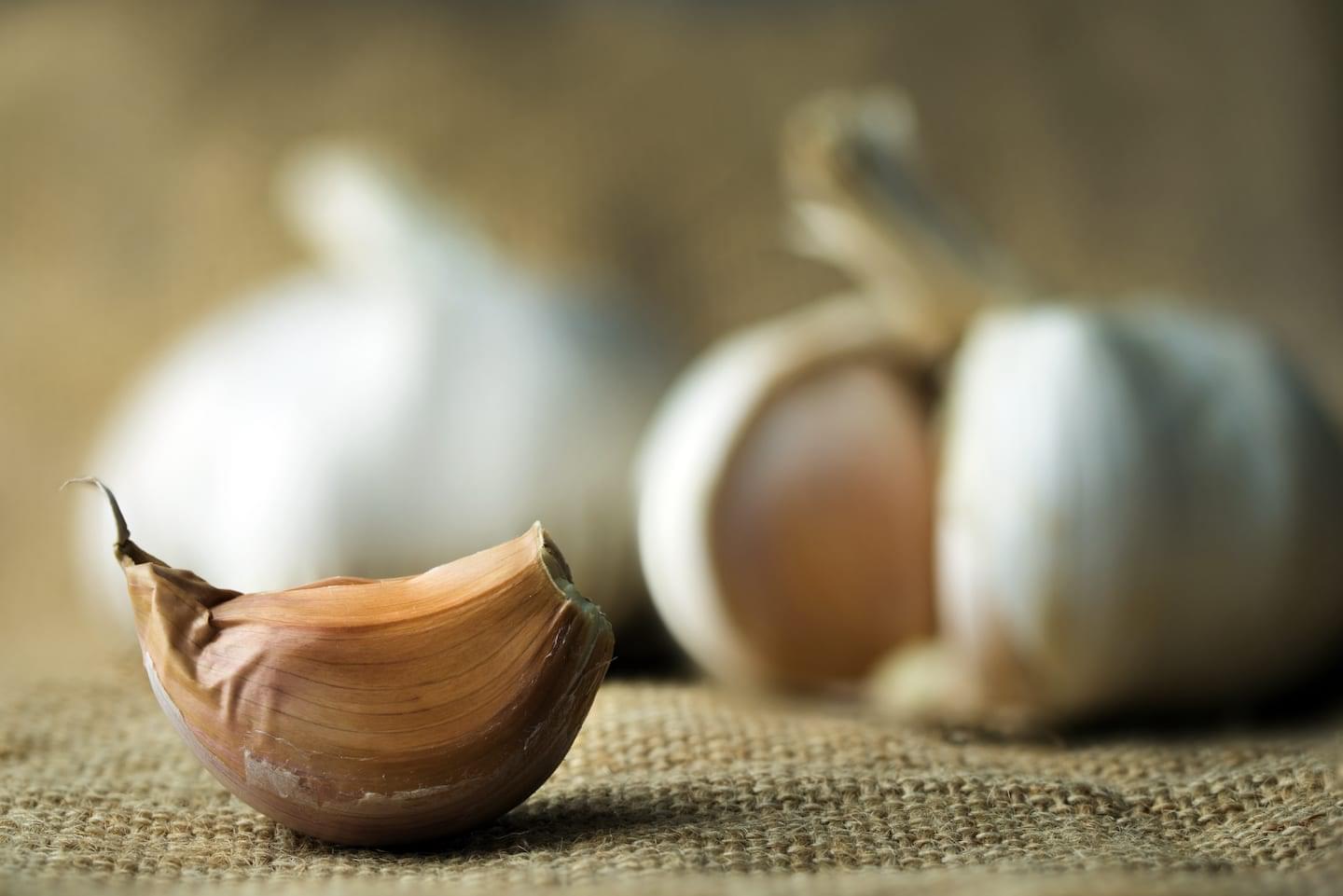 Medicinal Uses of Garlic and Growing Garlic | The Practical Herbalist